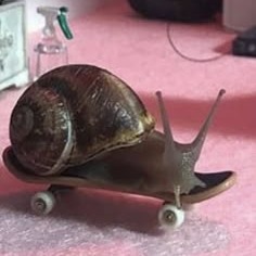 Snail Pfp by cosmic demon