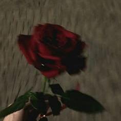 Rose Aesthetic Pfps and Icons - For Discord, Instagram & TikTok