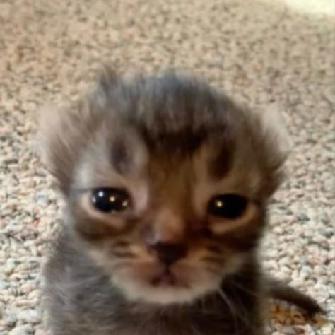 Sad Cat Pfp by realzoldy