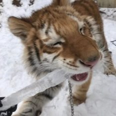 Tiger User Picture Pfp by kawaisl