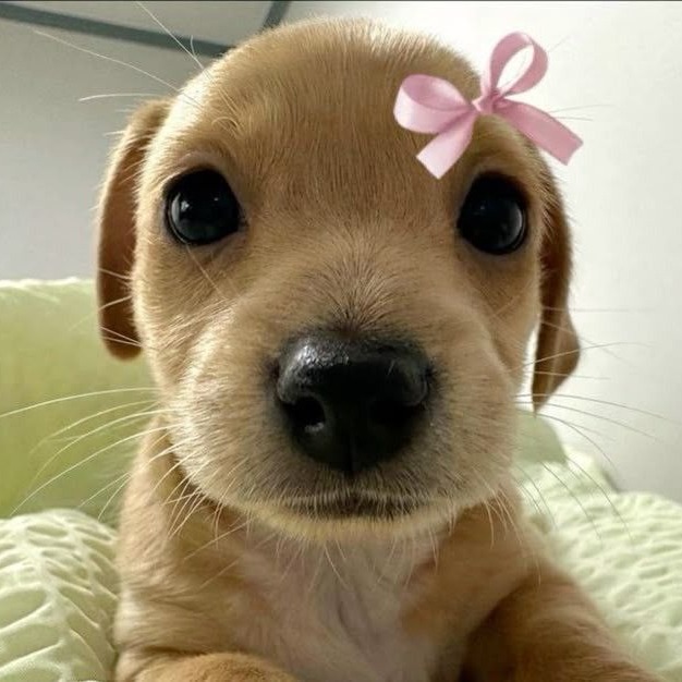 Dog Profile Avatar Pfp by _justhope_