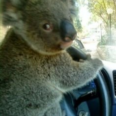 Koala Pfp by rockhartd