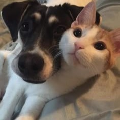 Dog And Cat Pfps and Icons - For Discord, Instagram & TikTok