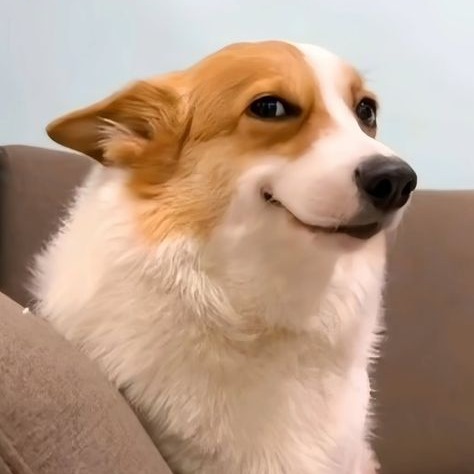 Meme Dog Pfps and Icons - For Discord, Instagram & TikTok