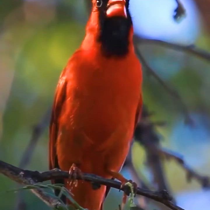 Cardinals Pfp by ThunderXi