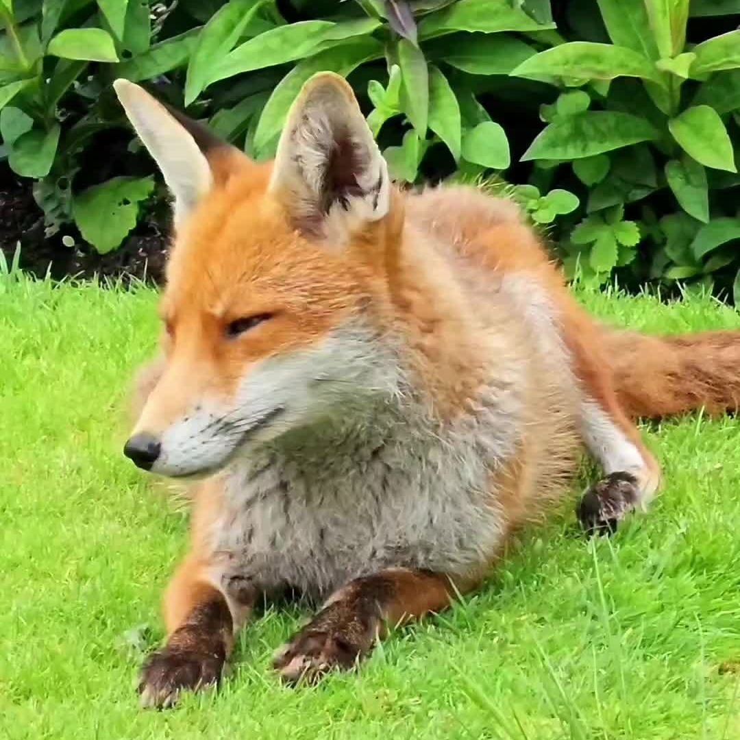 Cute Fox User Picture Pfp by Casian