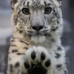 Snow Leopard Pfp by cosmic demon