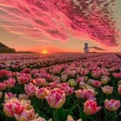 Aesthetic Flowers Pfp by Isuk