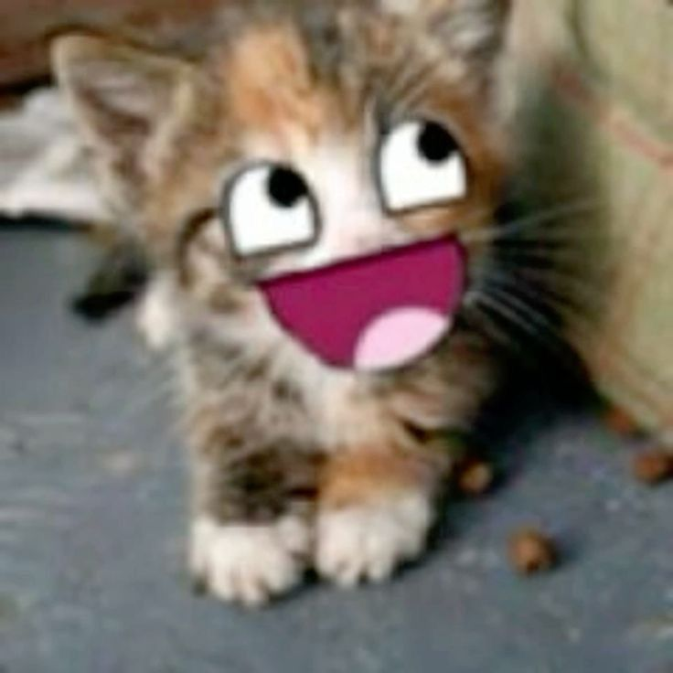 Cat Pfps and Icons - For Discord, Instagram & TikTok