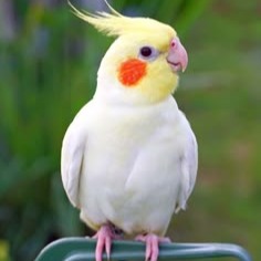 Cockatiel Pfp by realzoldy