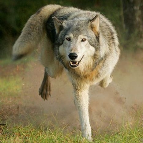 Wolf Profile Picture Pfp by MrCheckertan