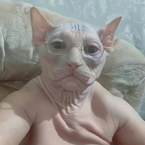 Funny Animal Pfps and Icons - For Discord, Instagram & TikTok