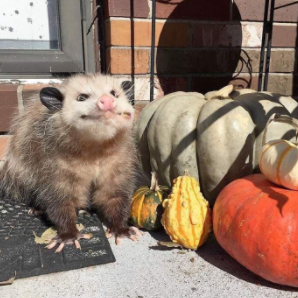 Possum 1 Pfp by Kohai