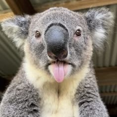 Koala Pfps and Icons - For Discord, Instagram & TikTok