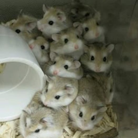 Hamster Pfp by abdulrahman01