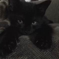 Black Cat Pfps and Icons - For Discord, Instagram & TikTok