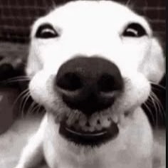 Meme Dog Pfps and Icons - For Discord, Instagram & TikTok