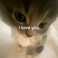 I Love My Cat Pfp by ThunderXi