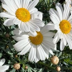 Daisy Flower Pfp by 8f.q