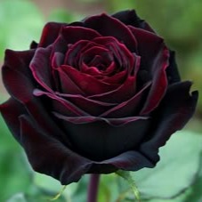 Black Rose Pfp by xnicky