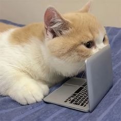 Cat On Keyboard Pfp by ed.