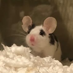 Mouse Pfp by Maxvraak