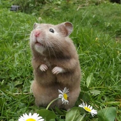 Hamster Pfp Collections