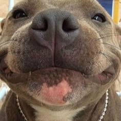 Doggo Profile Avatar Pfp by 8f.q