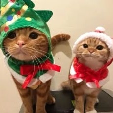 Christmas Cat Pfp by gri
