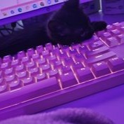 Cat On Keyboard Pfps and Icons - For Discord, Instagram & TikTok