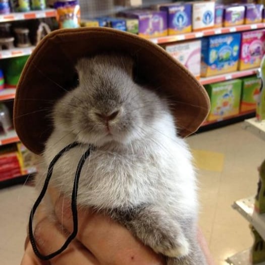 Bunny Pfps and Icons - For Discord, Instagram & TikTok