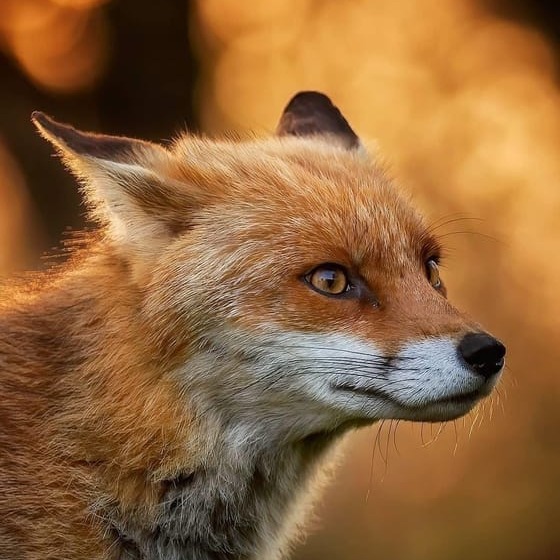 Animal Profile Avatar Pfp by cosmic demon