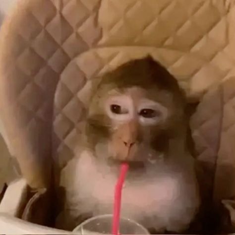 Monkey - Pfp Collection