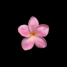 Flower Profile Picture Pfp by realzoldy