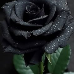 Black Rose Pfps and Icons - For Discord, Instagram & TikTok