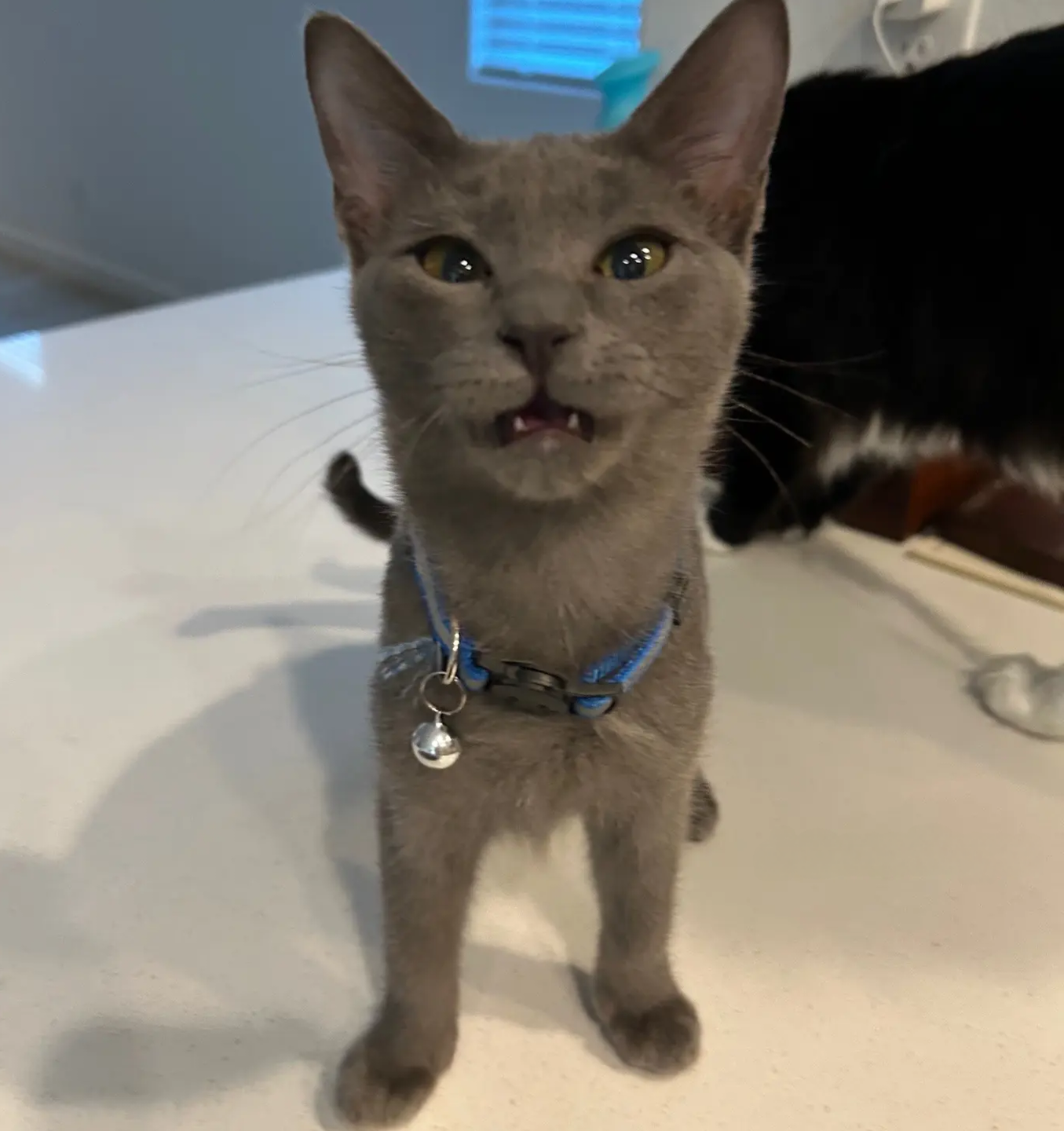 Silly Pfps and Icons - For Discord, Instagram & TikTok