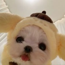 Aesthetic Dog Pfp by Jxcy♡