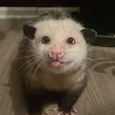 Possum Pfps and Icons - For Discord, Instagram & TikTok