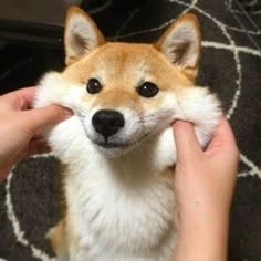 Shiba Inu Pfp by sunwoottang