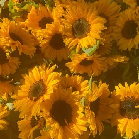 Sunflower Pfp by Sprite