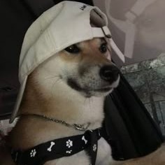 Dog With Hat Pfps and Icons - For Discord, Instagram & TikTok