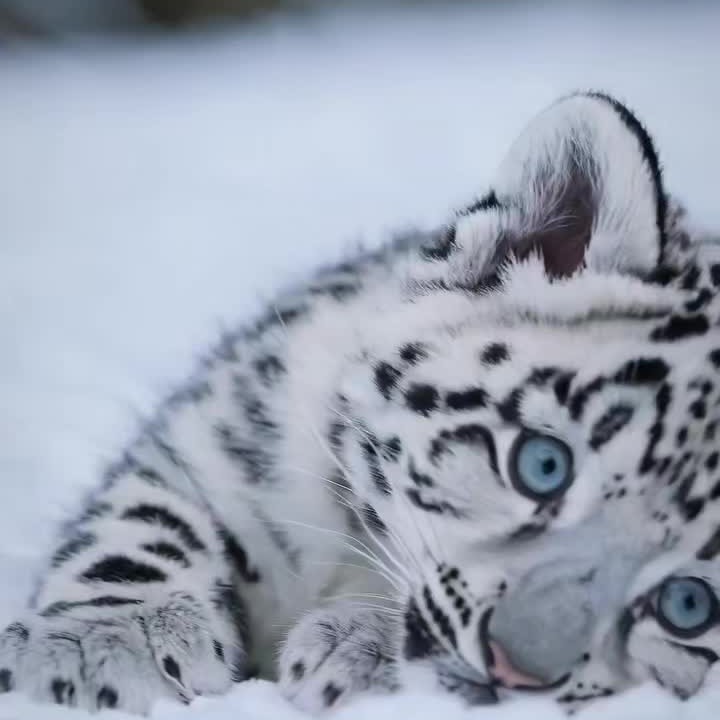 Snow - Pfp Collection