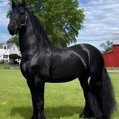 Horse Avatar Pfp by Jaxon