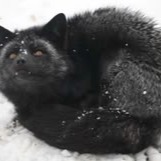 Black Fox Pfp by qu1xn