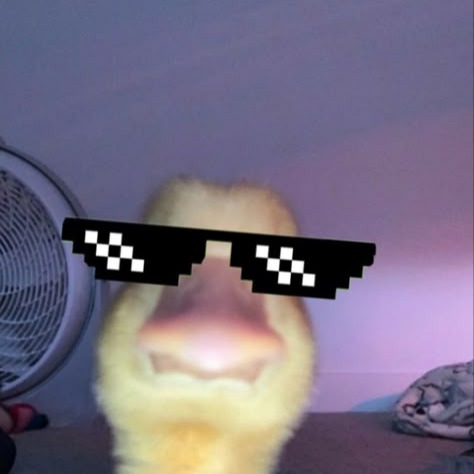 Ducky Pfps and Icons - For Discord, Instagram & TikTok