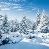 Snow - Pfp Collection