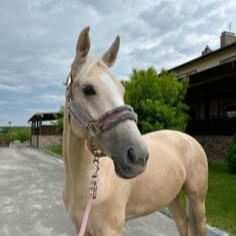 Cute Horse Pfp by xnicky