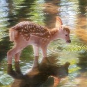 Deer Pfps and Icons - For Discord, Instagram & TikTok