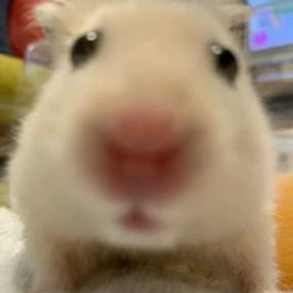 Hamster Pfps and Icons - For Discord, Instagram & TikTok