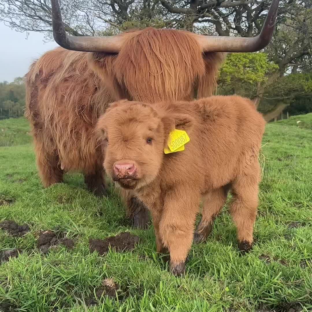 Cute Cow Pfp by rockhartd